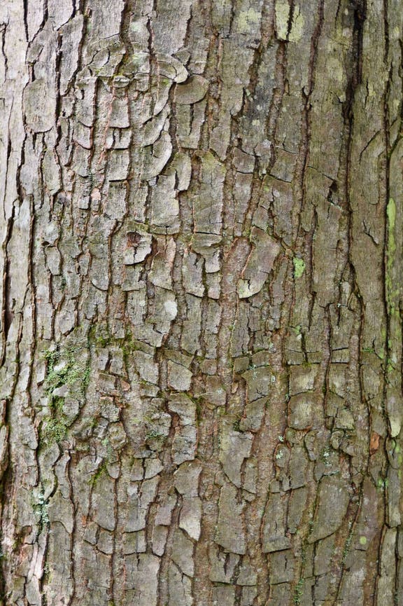 Target Canker on Red Maple Tree Bark. Stock Image - Image of western ...