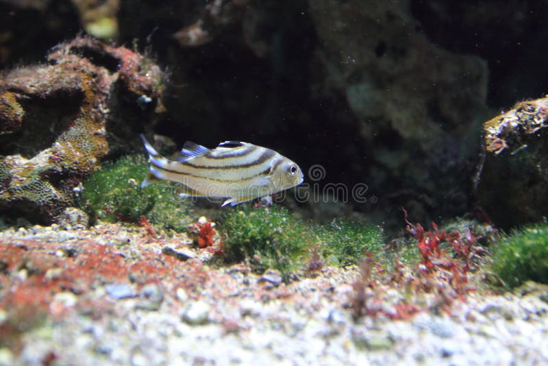 Target Fish Terapon Jarbua. Stock Image - Image of actinopterygii ...