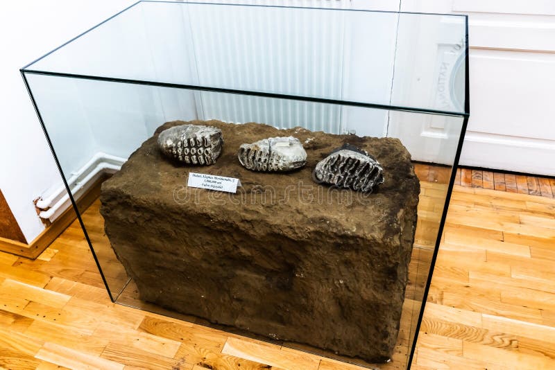 Museum of Human Evolution and Technology in the Paleolithic Editorial ...