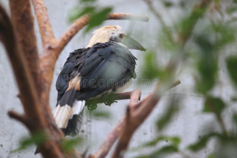 Tarictic hornbill stock image. Image of penelopides, asian - 36418177