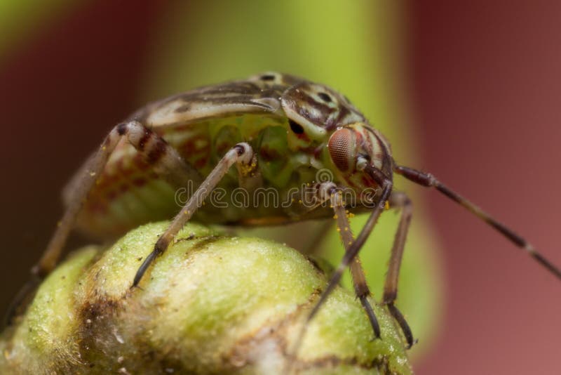 Tarnished Plant Bug on Green Flower Stem Stock Photo - Image of insect ...