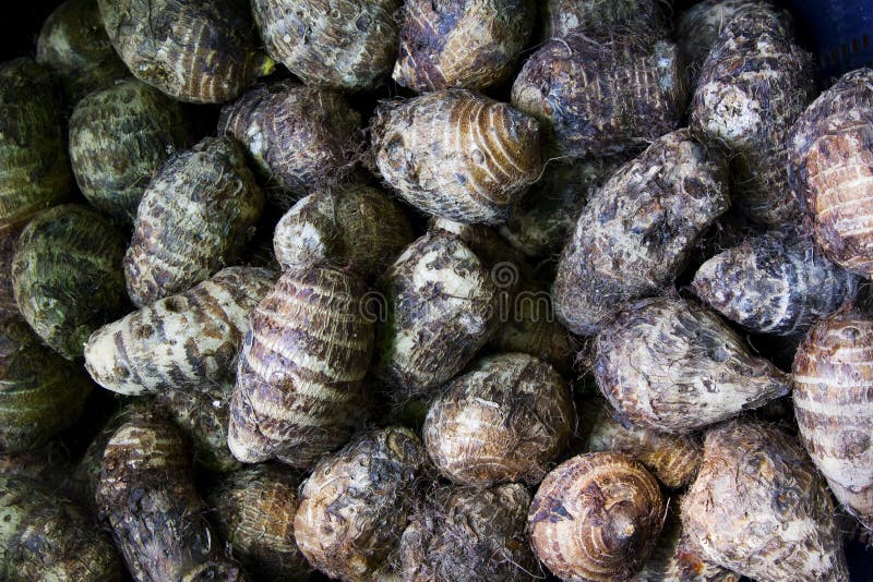 Taro stock photo. Image of farm, ripe, agriculture, food - 23310636