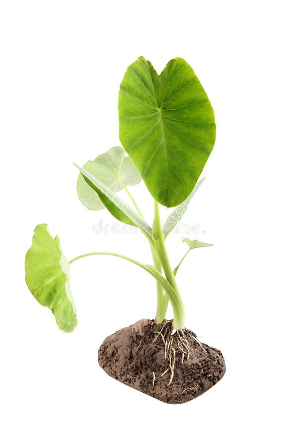 Taro plant stock image. Image of cultivated, taro, leaf - 9812285