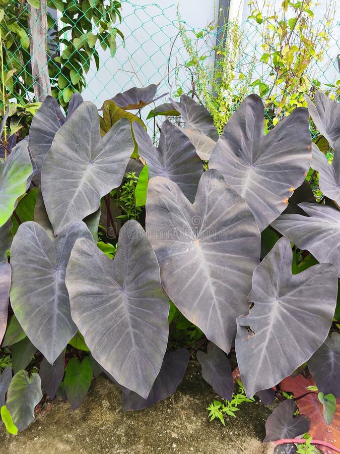 Taro Black Magic stock photo. Image of taro, colocasia - 348372444