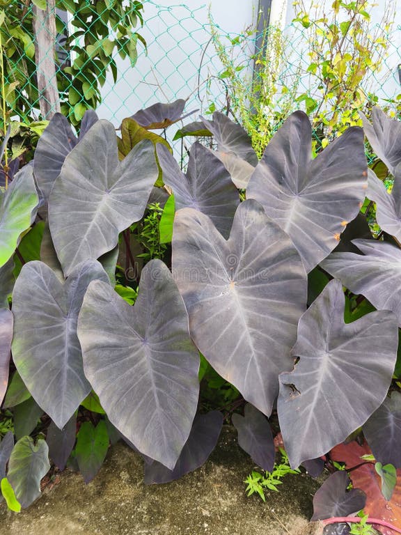 Taro Black Magic stock photo. Image of taro, colocasia - 348372444