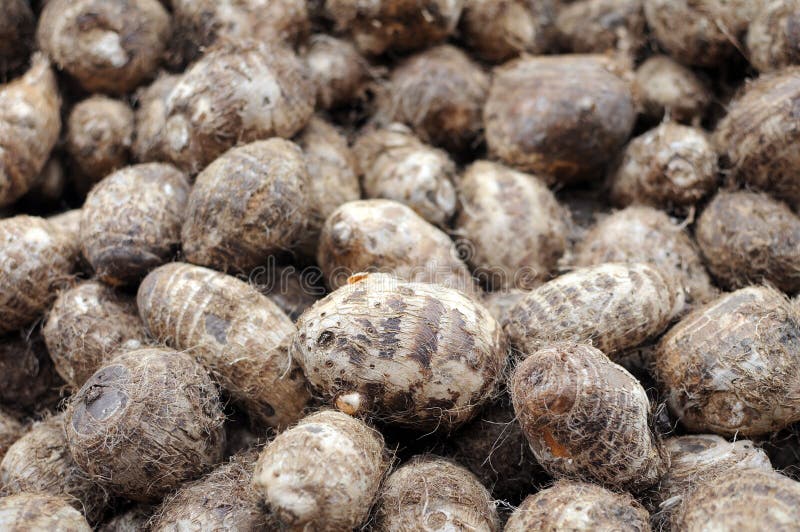 Taro stock photo. Image of bulb, outdoor, organic, carbohydrate - 35394018