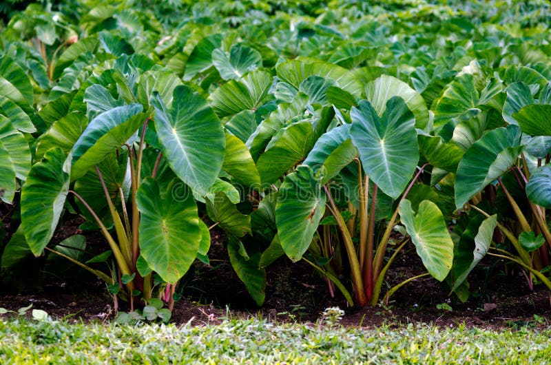 Taro Patch stock image. Image of hawaiian, dryland, kalo - 30517629