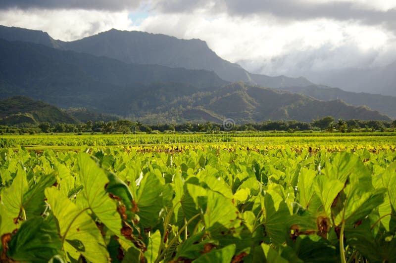 Taro Farm Kauai stock photo. Image of background, farm - 57326578
