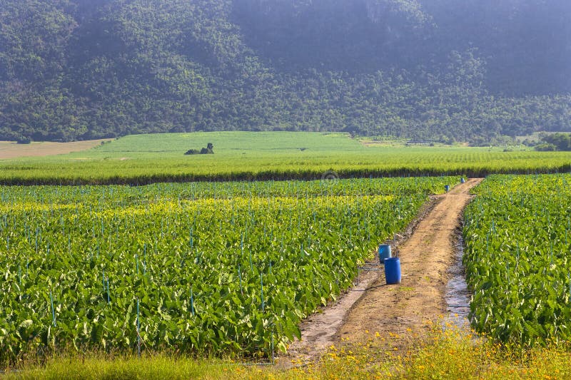Taro farm in a large area stock image. Image of hawaii - 275382349