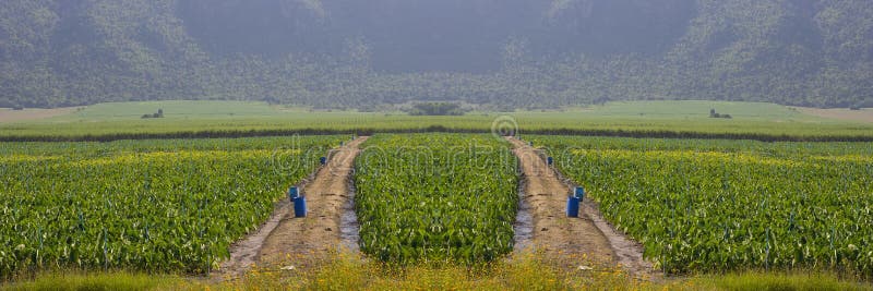 Taro farm in a large area stock image. Image of organic - 275382537