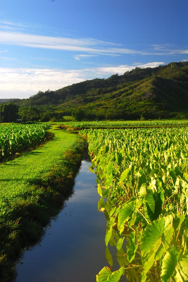 Taro field Kauai Hawaii stock image. Image of farming - 6918085