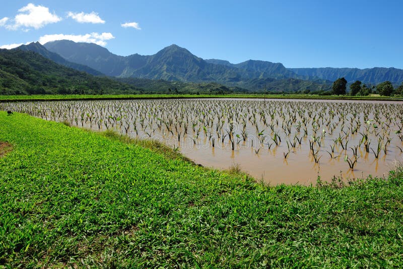 Taro Field In Kauai Hawaii, USA Stock Image - Image of hawaii ...