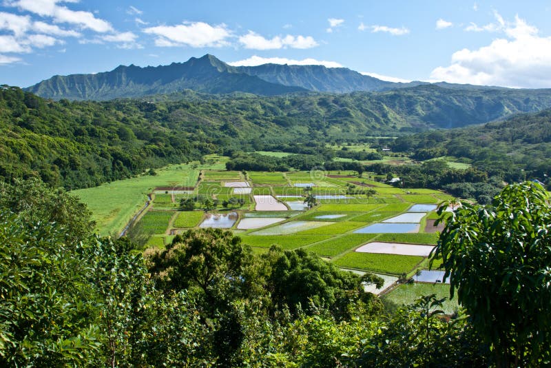 Taro Fields stock photo. Image of farming, bush, tropical - 16509860