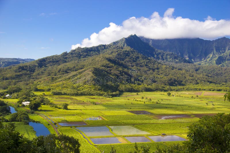 Taro Fields at Hanalei Valley, Kauai, Hawaii Stock Image - Image of ...
