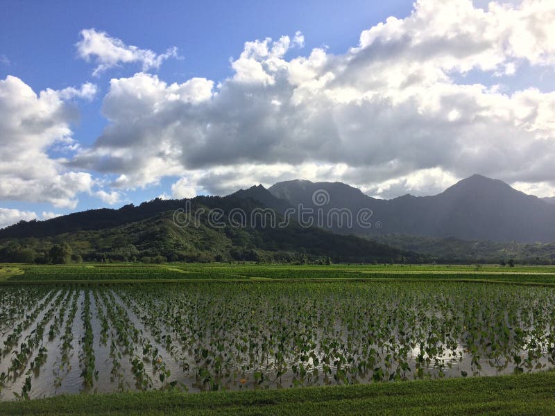 Taro Fields in Hanalei Valley on Kauai Island, Hawaii. Stock Photo ...