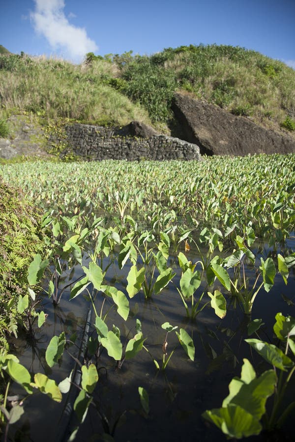 Taro Fields stock image. Image of food, tropical, kauai - 7001157