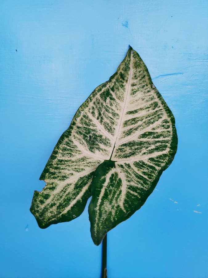 Taro Taro Flower with Blue Background Stock Image - Image of taro, blue ...