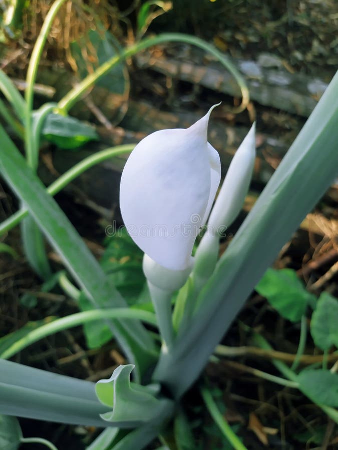 Taro Flowers Color Pretty Pink Stock Photo - Image of taro, pink: 213209696