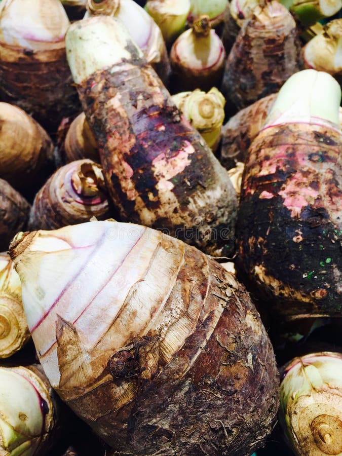 Taro harvest stock photo. Image of agriculture, japan - 63577462