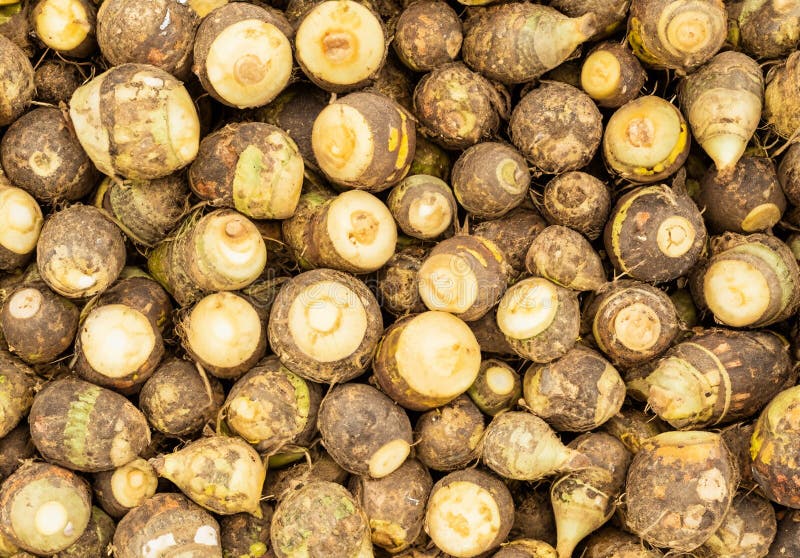 Taro fruit in the market stock photo. Image of yellow - 321488188