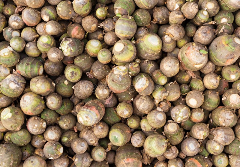 Taro fruit in the market stock photo. Image of harvest - 321488194