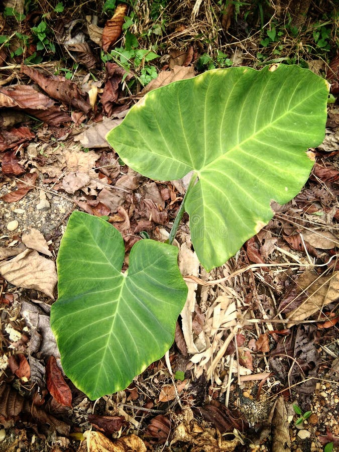 Red Taro Tree from Indonesia Stock Image - Image of maple, branch ...
