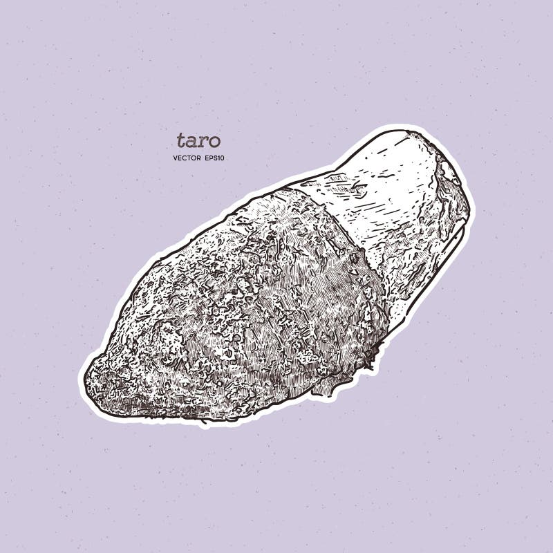 Taro, Hand Draw Sketch Vector Stock Vector - Illustration of eating ...