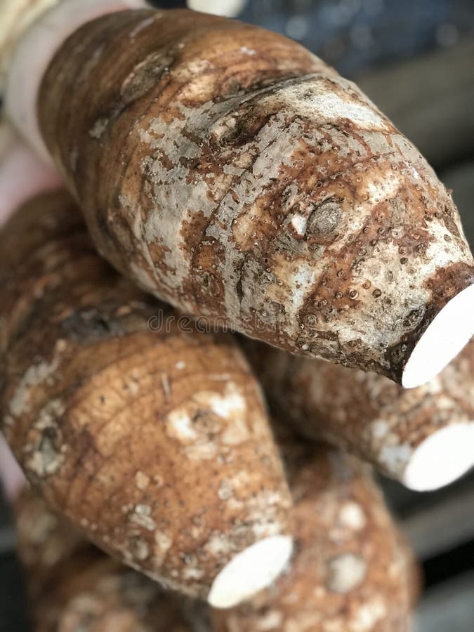 Taro stock photo. Image of harvest, plants, vegetable - 225553732