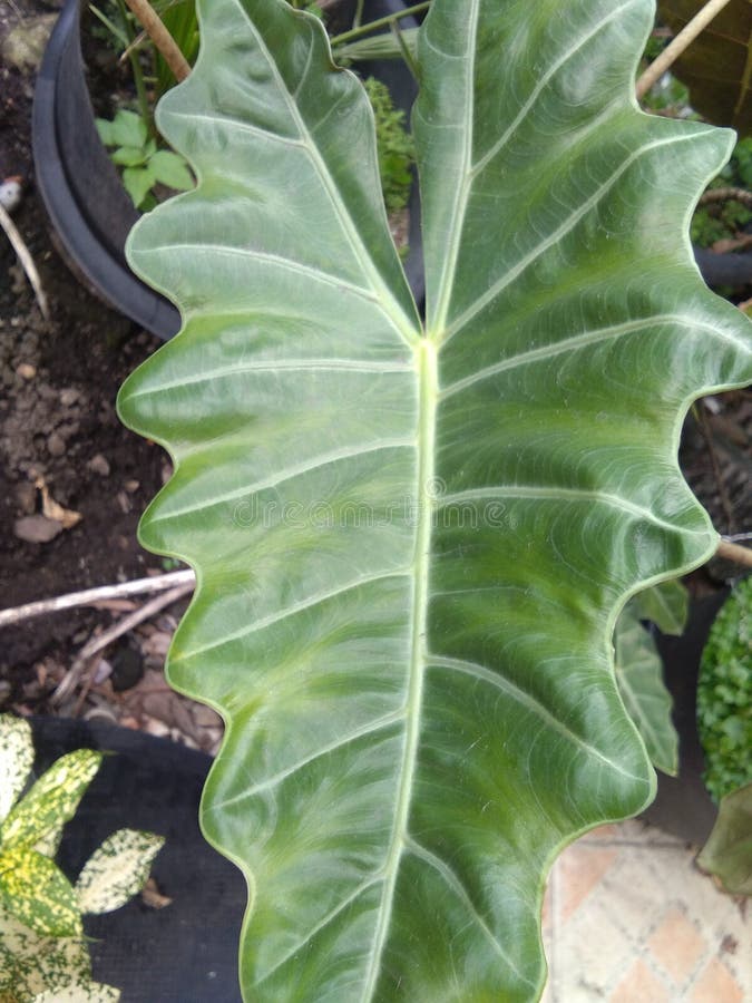 1,870 Jagged Leaf Stock Photos - Free & Royalty-Free Stock Photos from ...