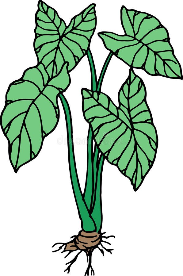 Taro Illustration Stock Illustrations – 888 Taro Illustration Stock ...