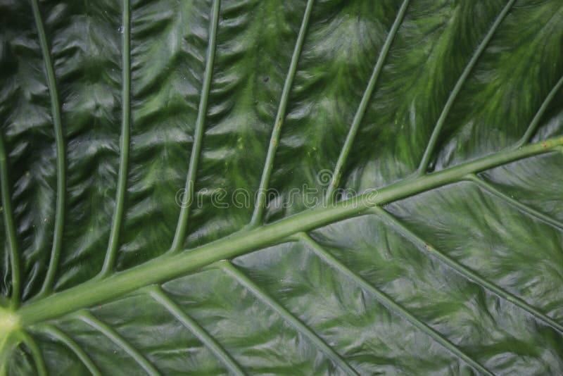 Taro Leaf Bone Arrangement Pattern Stock Image - Image of leaf ...