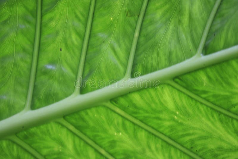 Taro Leaf Bone Arrangement Pattern Stock Image - Image of wide, bone ...