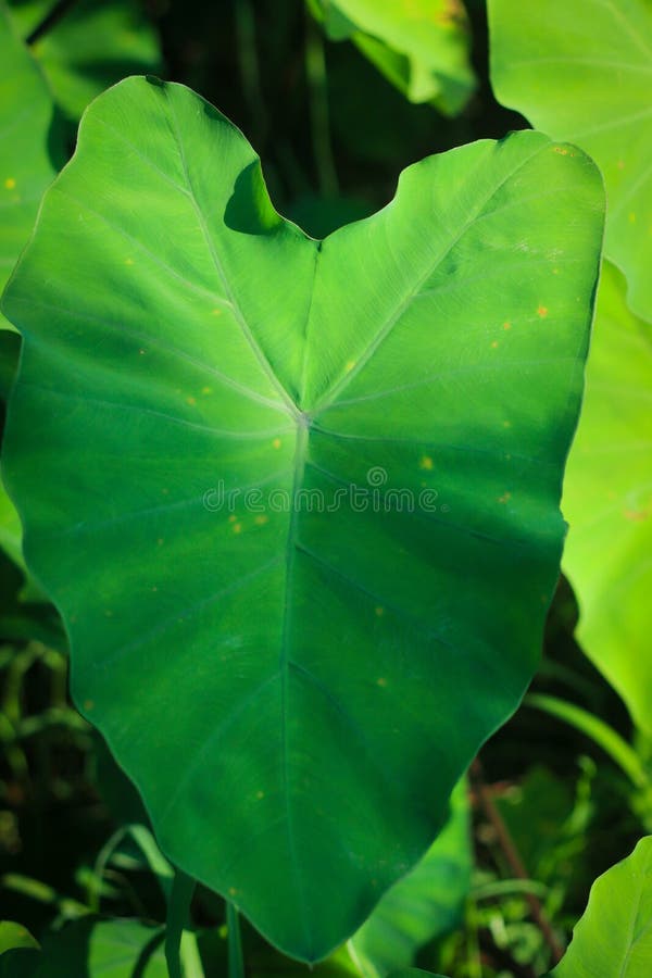 Taro leaf leaves stock photo. Image of pattern, colorful - 143396796
