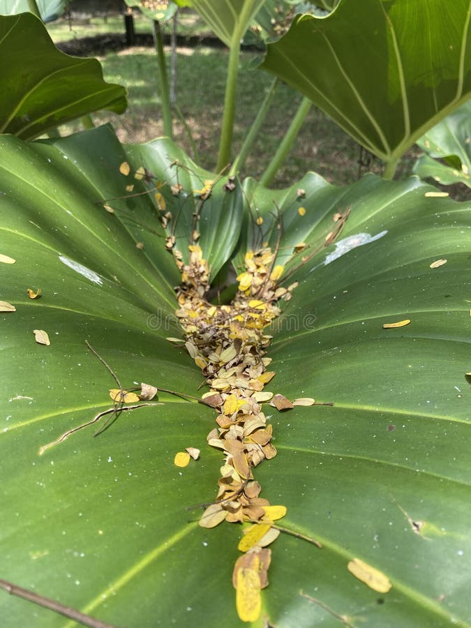 A Taro Leaf that Lives in the Wild Stock Image - Image of green, lives ...