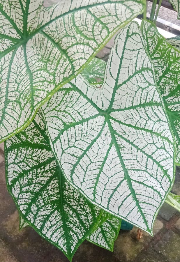 Taro Leaf texture stock photo. Image of nature, leaf - 233518374