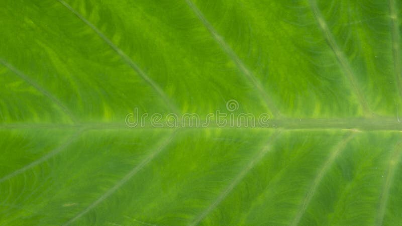 Taro Leaf Texture, Branched in Then Jungle Stock Photo - Image of leaf ...