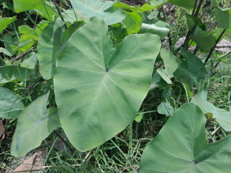 Taro leaves stock image. Image of stems, belongs, starch - 344023395
