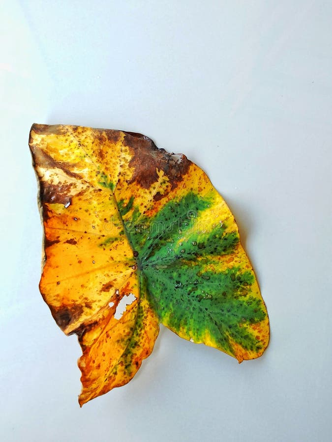 Taro Leaves are Affected by Rust Fungus, Causing Brown and Yellow ...