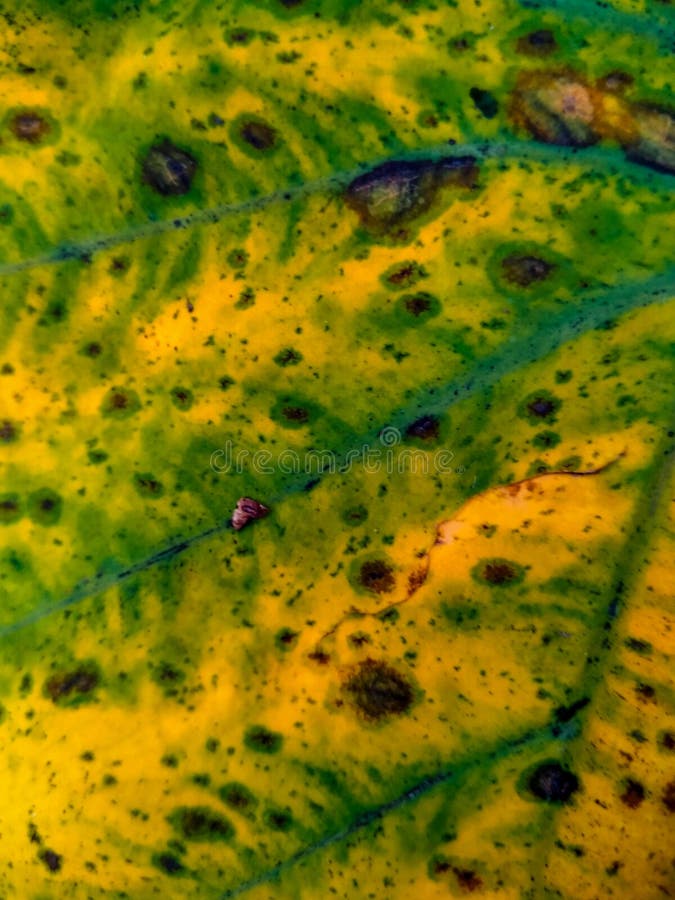 Taro Leaves Background Affected by Pests Stock Photo - Image of ...