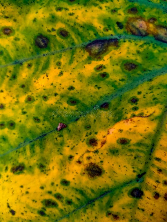 Taro Leaves Background Affected by Pests Stock Photo - Image of ...