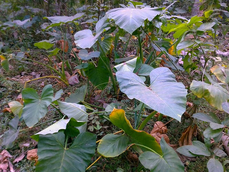 Taro leaves stock photo. Image of world, beautiful, taro - 123186676