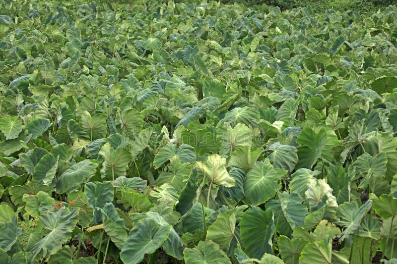Taro Leaves are Very Large To Protect the Plants Beneath Them Stock ...