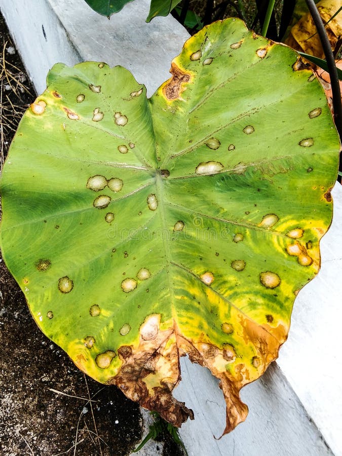 Taro Leaves Green in Color but Affected by Pests Stock Image - Image of ...