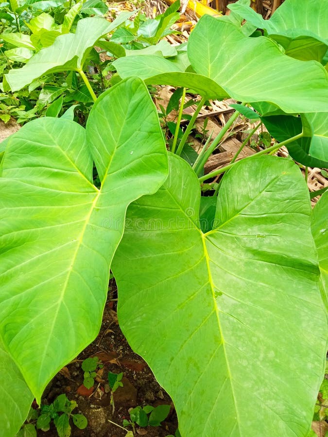 Taro Leaves are Green and Fresh in the Hot Sun after the Rain Stock ...