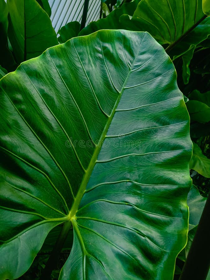 Taro Leaves Growth in Garden. Green Leaf of Taro Plant Stock Photo ...