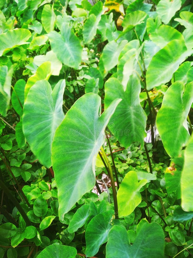 Taro Leaves in Indonesia stock image. Image of tree - 267275591