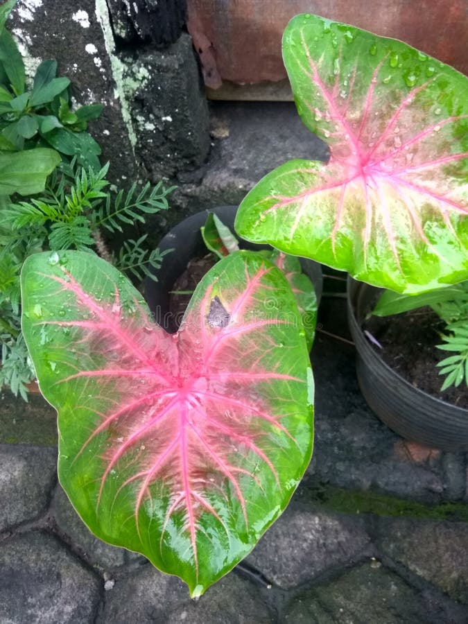 5,560 Taro Leaves Stock Photos - Free & Royalty-Free Stock Photos from ...