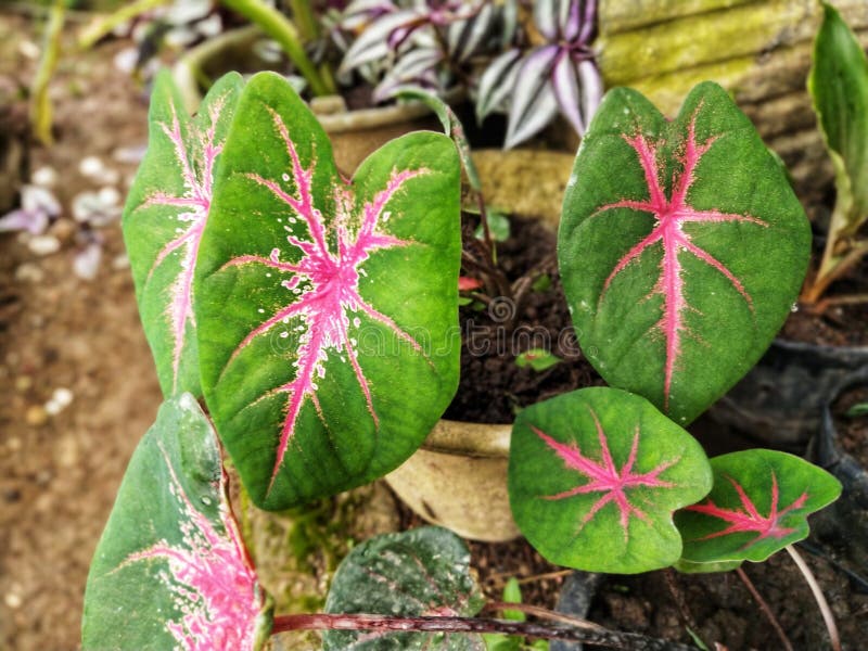 Taro Leaves Red Stripes and White Shot from High Angle View Stock Image ...