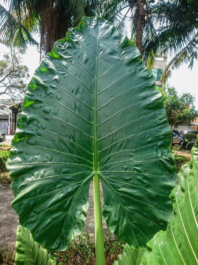 Taro Leaves with Medium Size Special for Tropical Plants Stock Photo ...