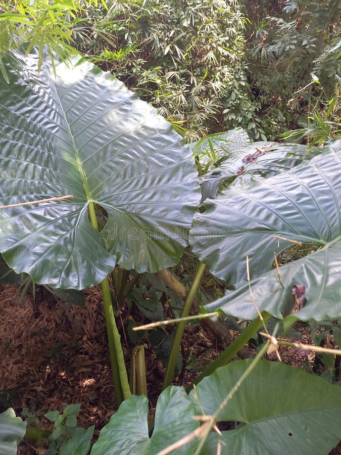 Taro leaves stock image. Image of leaves, forest, tropical - 250863145